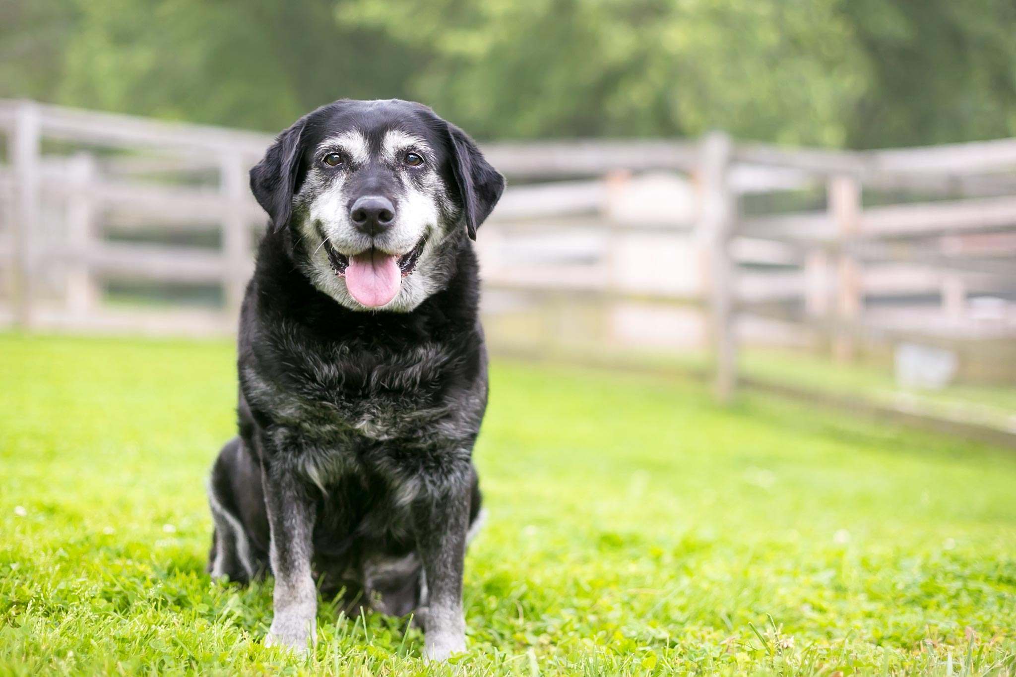 Senior Pet Care and Euthanasia in Acton, MA | Acton Animal Hospital