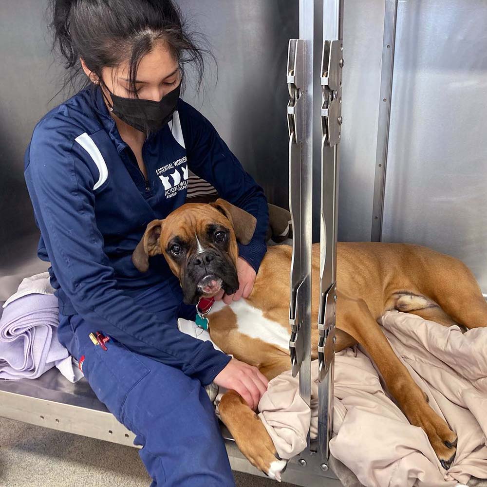 Cat and Dog Surgery in Acton, MA | Acton Animal Hospital