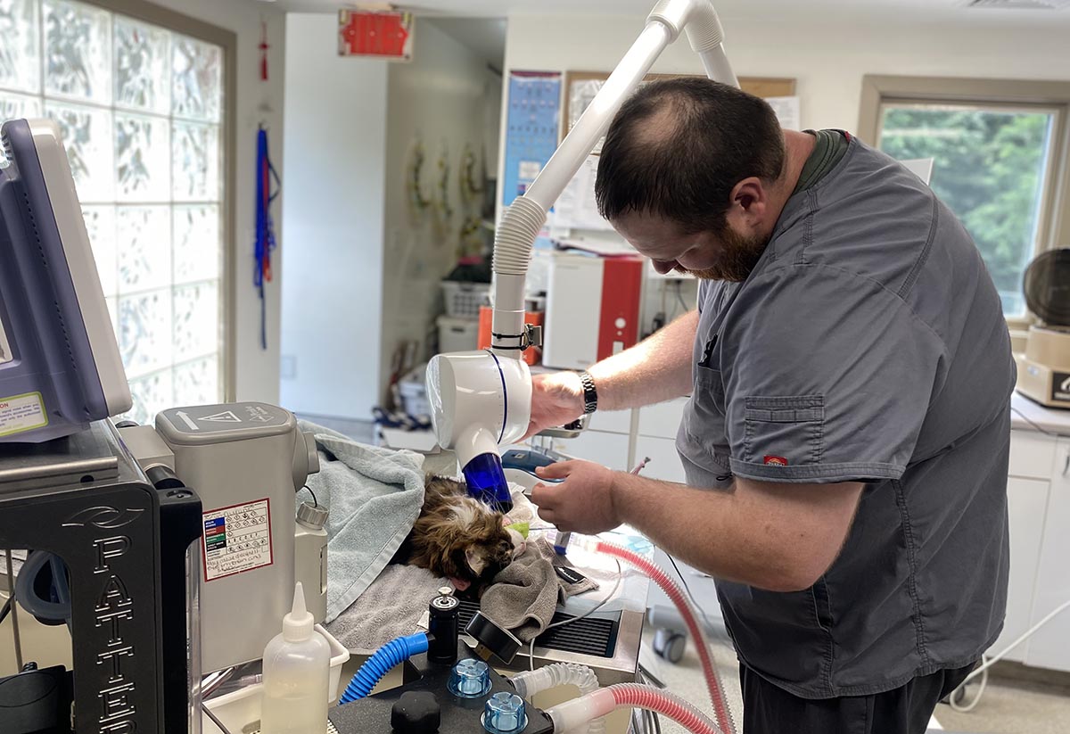 Cat & Dog Teeth Cleaning in Acton, MA | Acton Animal Hospital